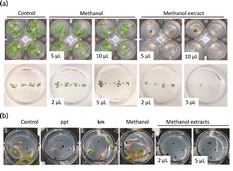 Figure 2 From Bioactive Compounds With Pesticide Activities Derived From Aged Cultures Of Green