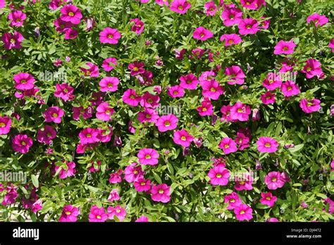 Calibrachoa hi-res stock photography and images - Alamy
