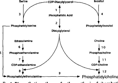 Phosphatidylcholine Synthesis