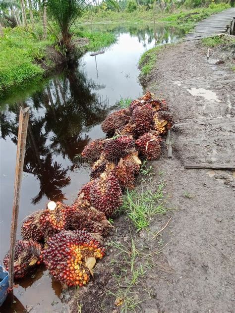 Harvesting Oil Palm Fruit Before Processing It Into Cooking Oil