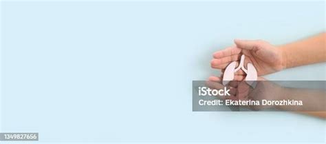 세계 폐렴의 날 또는 세계 결핵의 날 대처 폐를 들고 있는 어린 아이의 손 개념 호흡기와 가슴 세계 금연 담배의 날 폐암 폐 고혈압 감기와 독감에 대한 스톡 사진 및 기타