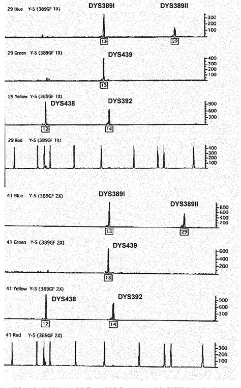 Figure 1 From Development And Validation Of The Y Plex 5 A Y Chromosome Str Genotyping System