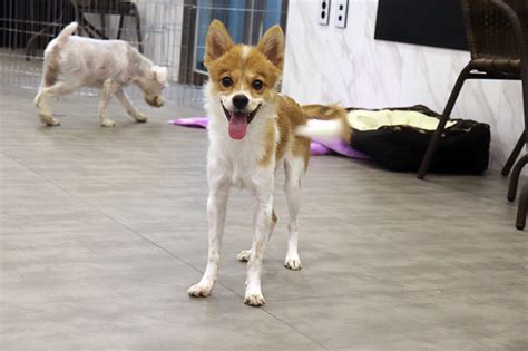 보호소 이야기 입니다 강아지무료분양 고양이무료분양 도그마루 보호소 유기견 강아지입양 유기견입양 고양이입양 유기견무료분양 유기묘보호소 강아지파양 유기묘입양