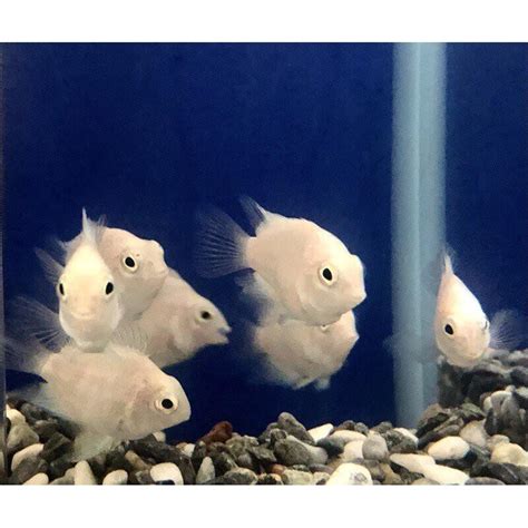 高雄大雁水族白金鸚鵡 觀賞魚缸 風水魚 小型魚 觀賞魚 魚缸 水草缸 水族 可混養 造景 水族箱 飼料 魚飼料 露天市集 全台最大
