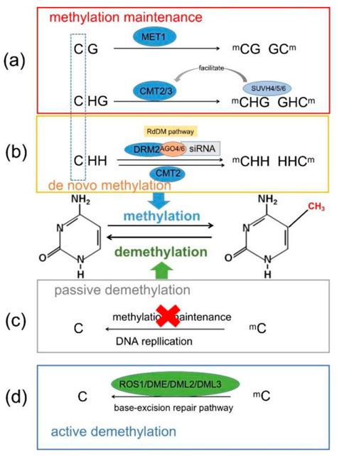 Plant Dna Methylation Responds To Nutrient Stress