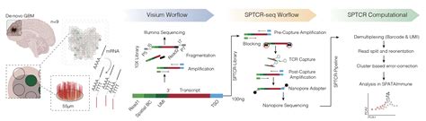 Github Heilandd Sptcr Seq Code High Sensitive Spatially Resolved T Cell Receptor Sequencing