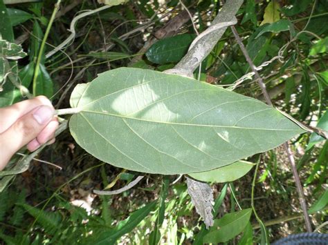 Phytocrene Macrophylla Icacinaceae