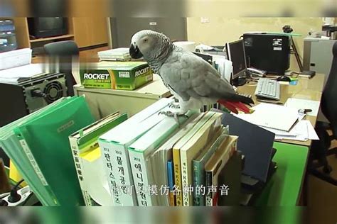 动物园里的鹦鹉多才多艺它可以模仿50多种声音妥妥的模仿天才