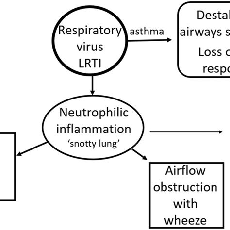 Impact Of Age And Disease On Clinical Signs An Intense Neutrophilic