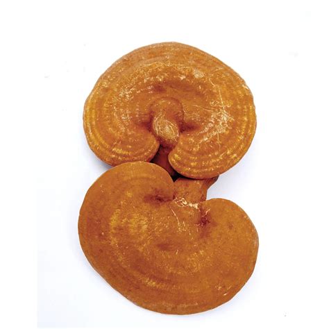 Ganoderma Lucidum Fruit Body Wuling
