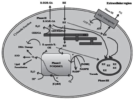 The Metabolismbiotransformation Of Xenobiotics In Photosynthesized