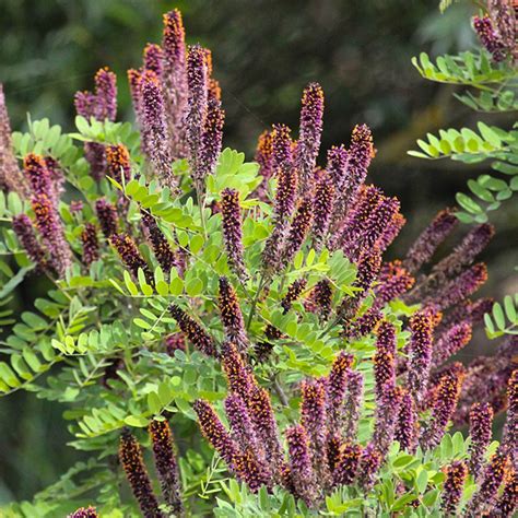 Аморфа кустарниковая - Amorpha fruticosa