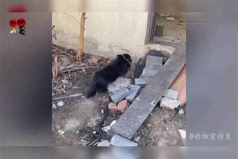 女子年后上班第1天，被投喂狗子兴奋迎接狂摇尾，小跑带路送惊喜