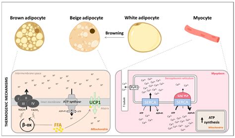 Thyroid Hormone Synthesis Animation Tutoring Clipart
