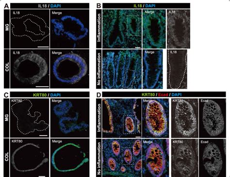 Histological Validation Of Human Col Gene Set A Immunofluorescence