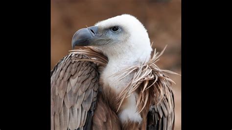 Aasvoel Meaning And Origin Youtube