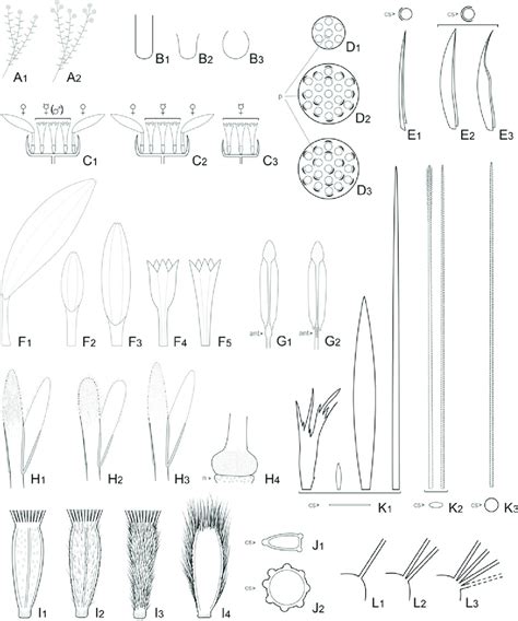 Morphology Of Reproductive Features In The Chiliotrichum Group Sensu