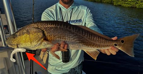 Is This The Best Lure For Big Redfish And Seatrout During The Fall
