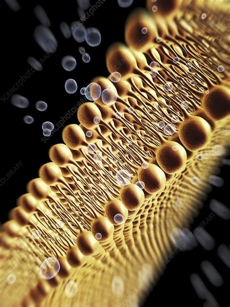 Cell Membrane Lipid Bilayer Artwork Stock Image F Science Photo Library