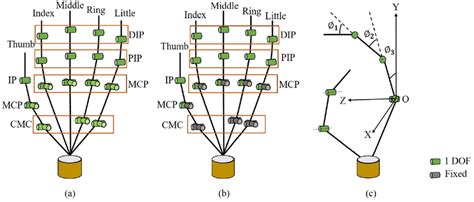Kinematic Model Of The Hand A Human Hand B The Ntu Imi Robotic Hand Download Scientific