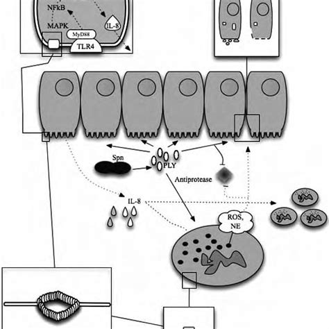 Pneumolysin Interaction With Cells In The Respiratory System Download Scientific Diagram