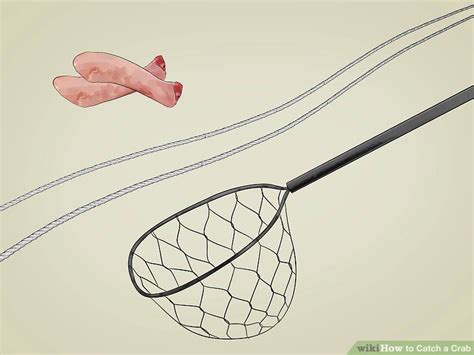 How To Catch A Crab Fishing Trapping More