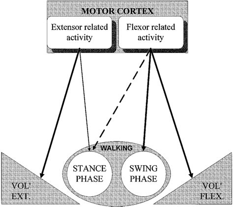 Summary Of Strength Of The Link Between The Motor Cortex Via Download Scientific Diagram