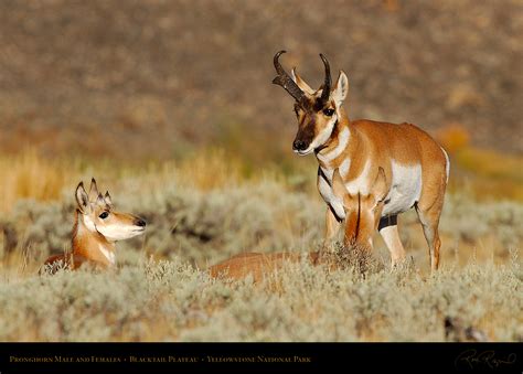 Pronghorn Of Yellowstone National Park
