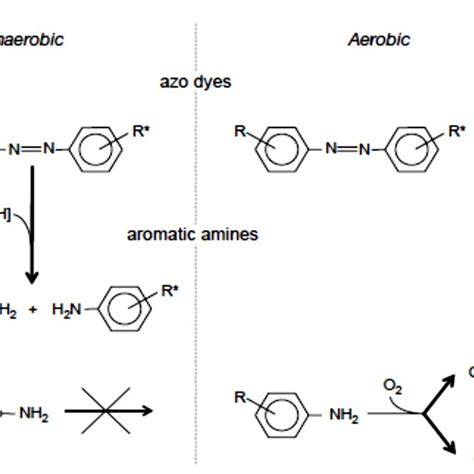 Pdf Biodegradation Of Azo Dyes A Review
