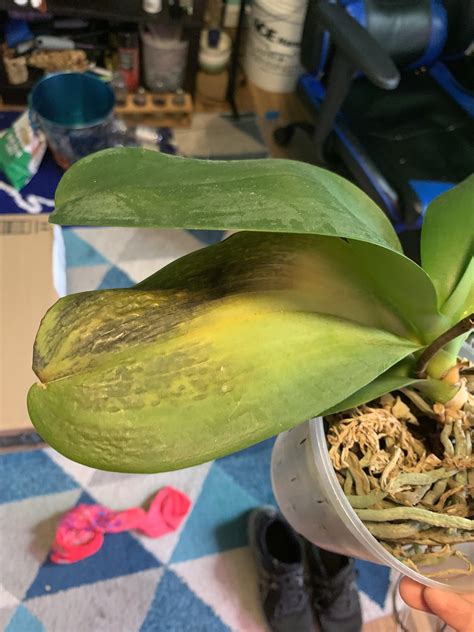 Why Is My Orchid Turning White At Declan Newling Blog