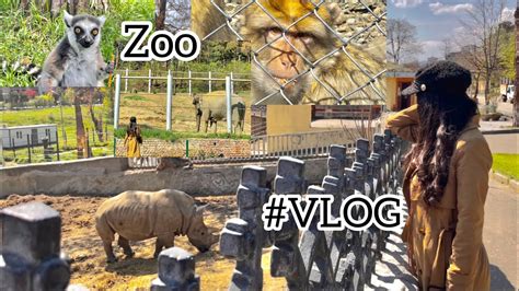ზოოპარკში უსაყვარლესი ცხოველები🦧🐫🦓🦢🦜🦔🦡🦥 Youtube