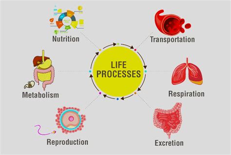 Life Processes Class 10 Notes Cbse Class Notes Online Classnotes123