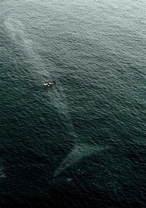 Megalophobia Fear Of Large Things