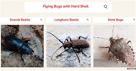 22 Bugs With Hard Shells Top Tips To Eliminate BugsTips