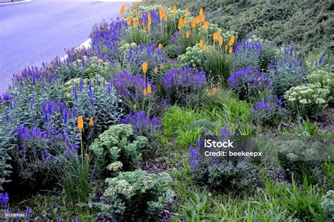 도시의 노란 장식용 잔디와 결합 된 현자 파란색과 자주색 꽃이 무성한 녹색 색 다년생 대초원 화단 꼭대기 무인 항공기 전망 거리 다년생 대초원 주차 0명에 대한 스톡 사진