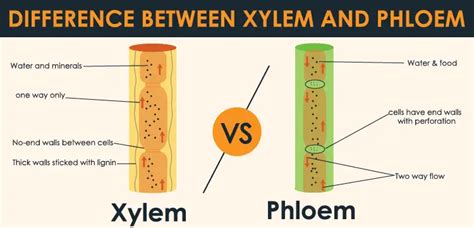 Difference In Xylem And Phloem 24 Hours Of Biology