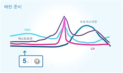 여성 생리 주기 배란 생리 이해하기