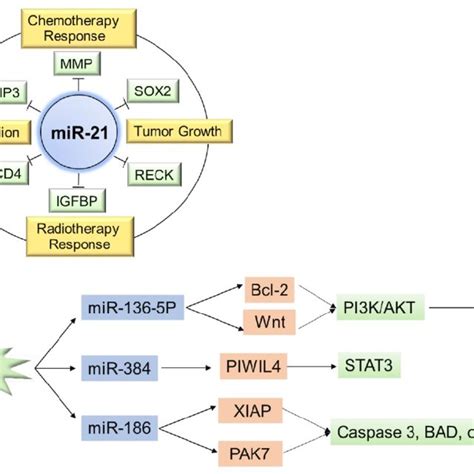 Interaction Of Different Types Of Ncrnas Mirna Lncrna And Circrna