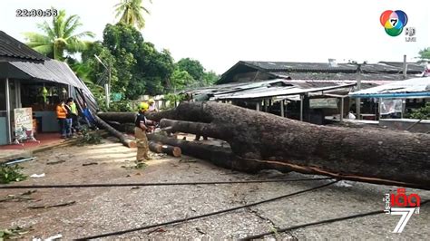 ข่าวต้นยางนาสวย แต่ชาวบ้านเสียว จ เชียงใหม่