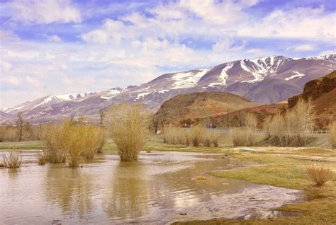 Premium Photo Trees In The Waters Of The River Naked Plants In Spring In High Water On The
