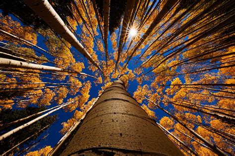 Taking A Stand Against Climate Change What Trees Absorb The Most CO2 Fritz Energy