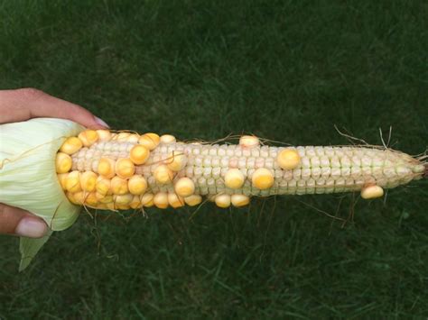 Hybrid Seed Corn Production 101 Texan Meets Midwest