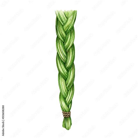 Sweetgrass Braid Watercolor Illustration Hand Drawn Aromatic Herb For