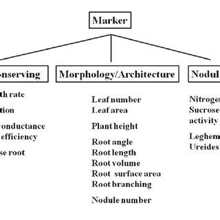Soybean Root System Architecture Schematic Representation Of The Download Scientific Diagram