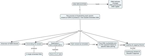Concept Map Dna Replication
