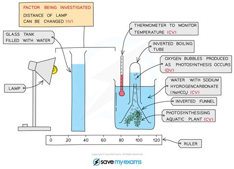 Cie Igcse Biology 复习笔记：616 Investigating The Rate Of Photosynthesis