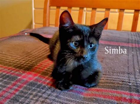 Cat Rangers Catrangers Sibs Simba Puma And Nala Were