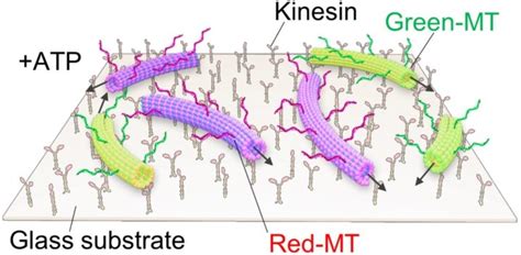 Scientists Developed New Dna Assisted Molecular Robots That Swarm Like Birds