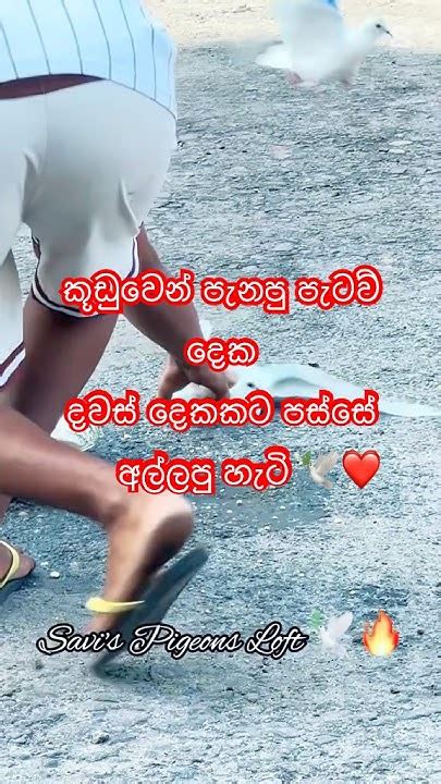 පැටව් 2ක් කූඩුවෙන් එලියට පැනලා ගේ හොයා ගන්න බැරුව දවස් 2කට පස්සෙ බැහැල හිටිය තැන🥰වෙන්නප්පුව