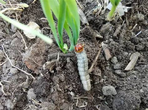 地老虎图片昆虫 地老虎成虫图片 第6页 大山谷图库